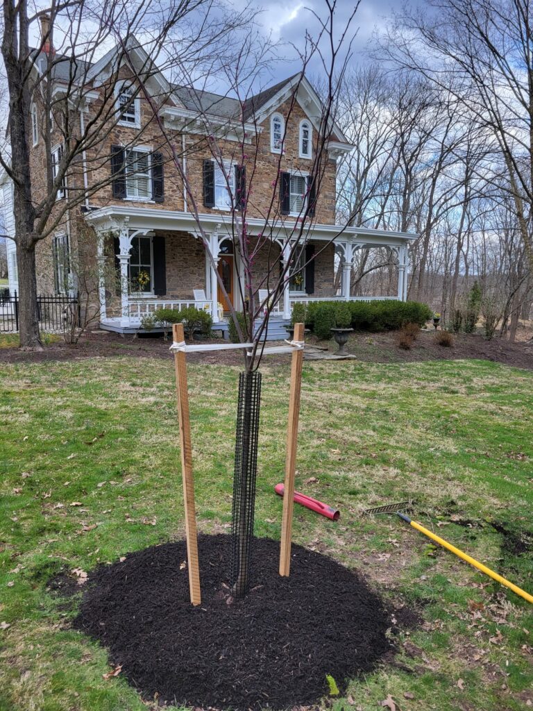 Services - Tree Authority LLC