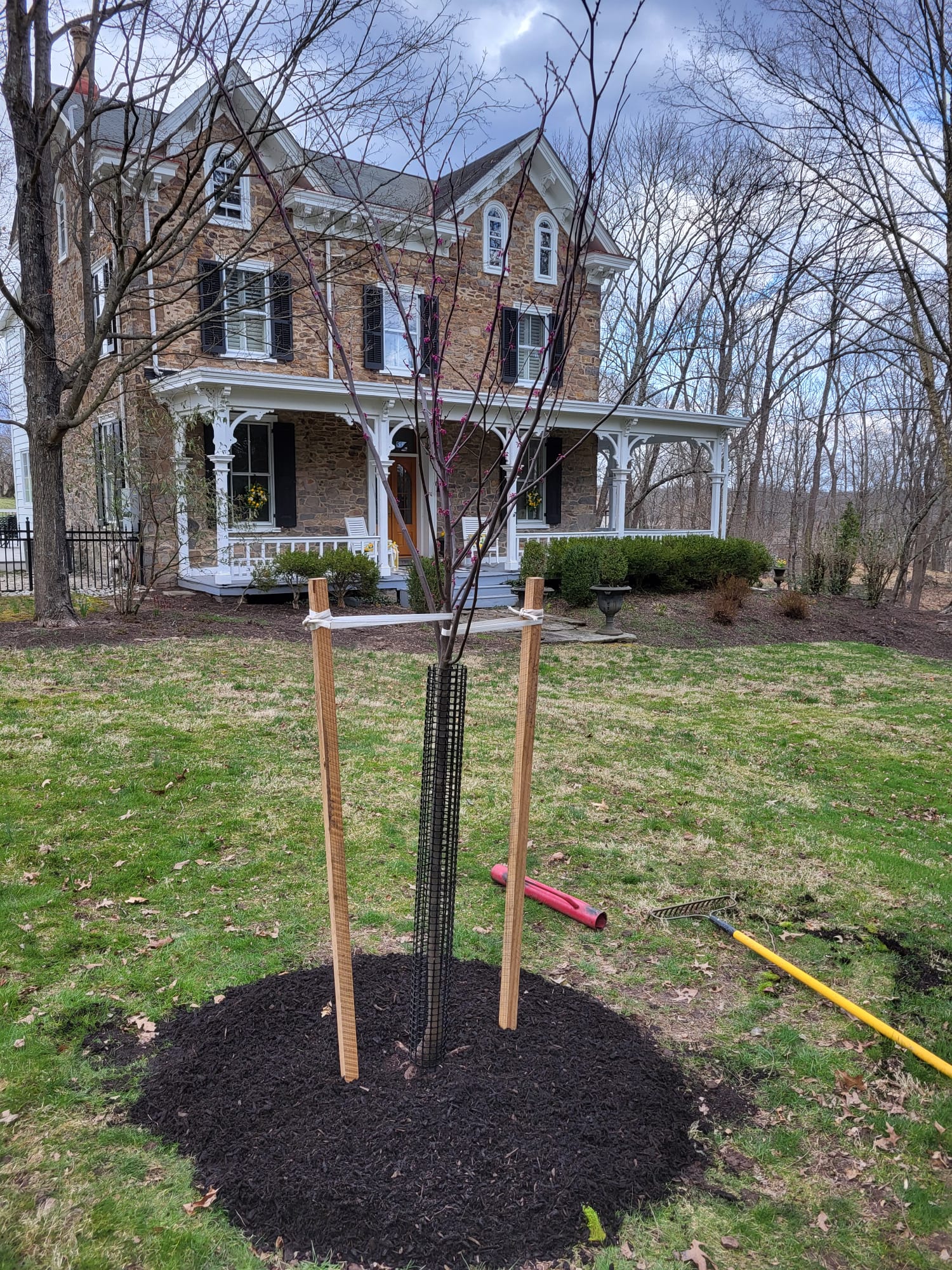 Services - Tree Authority LLC