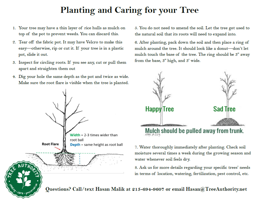 Caring For Your Trees - Tree Authority LLC